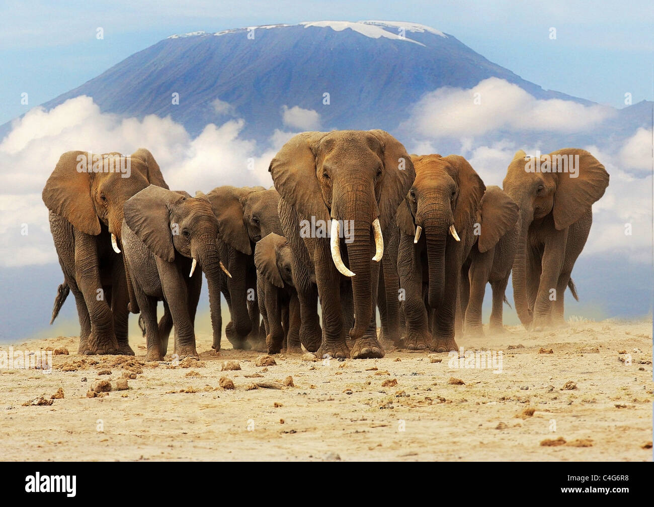 African Elephants Herd