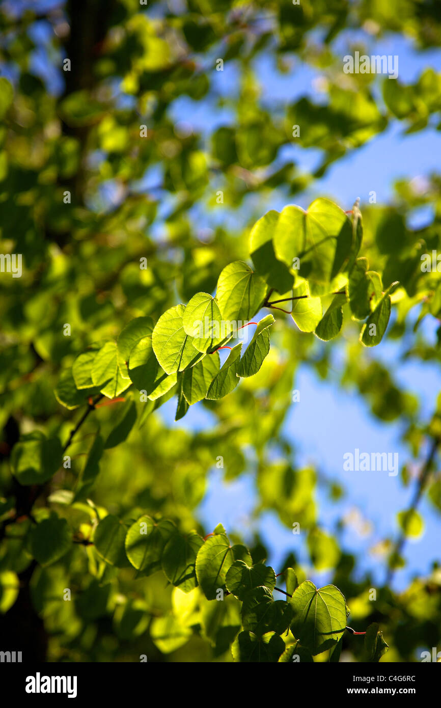Japanese judas tree hi-res stock photography and images - Alamy