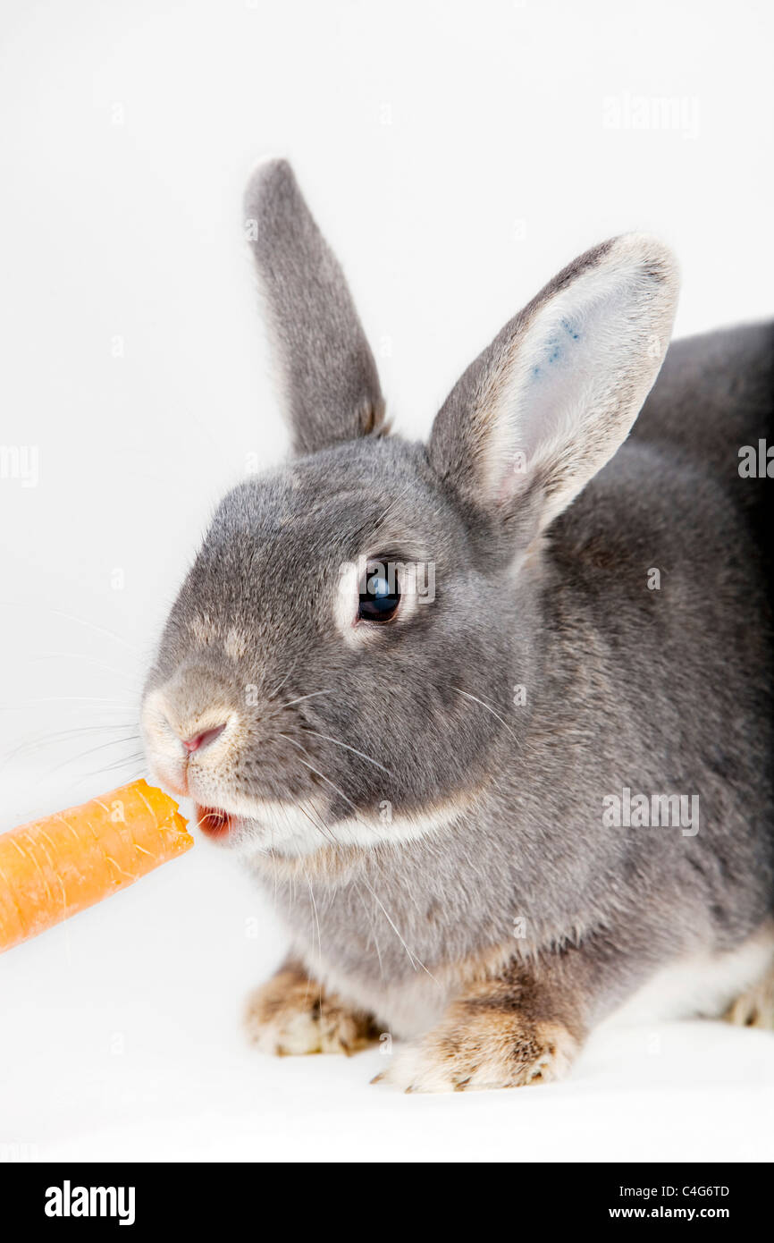 Carrot munching hi-res stock photography and images - Alamy