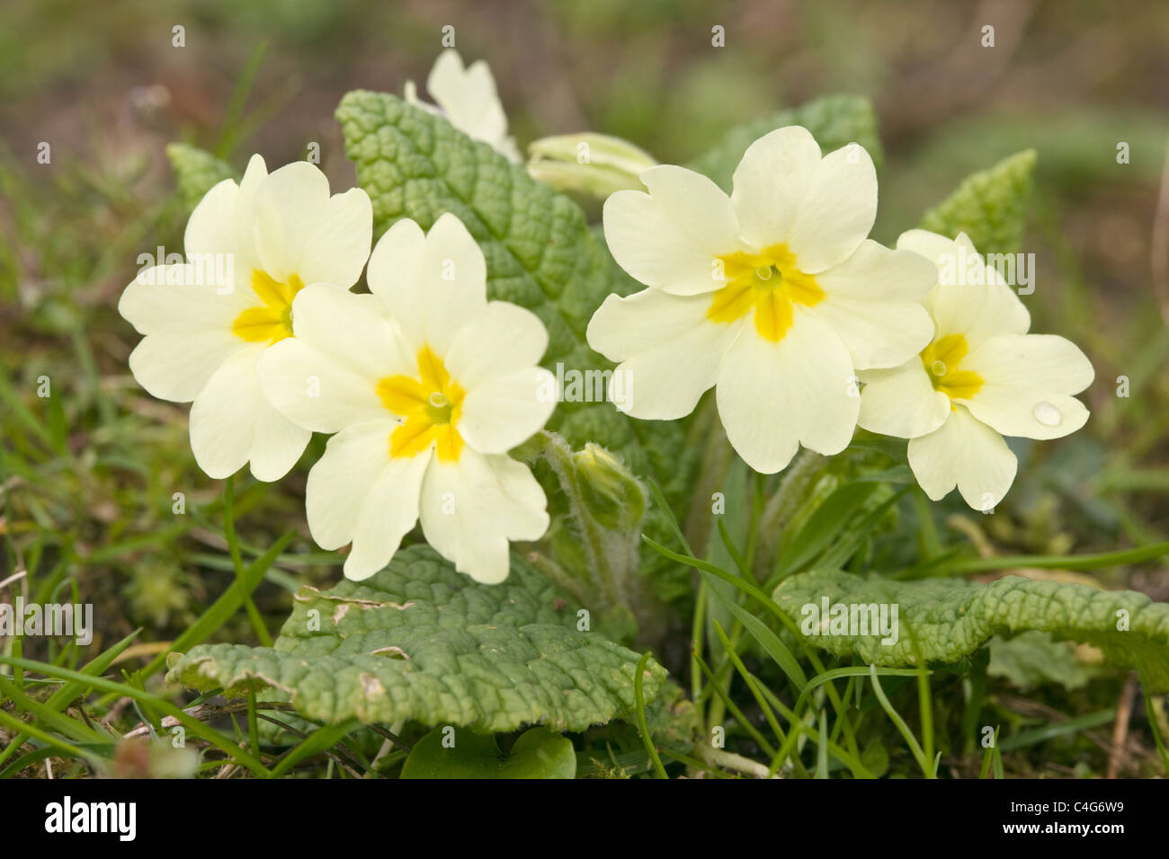 Primrose flowers uk hi-res stock photography and images - Alamy