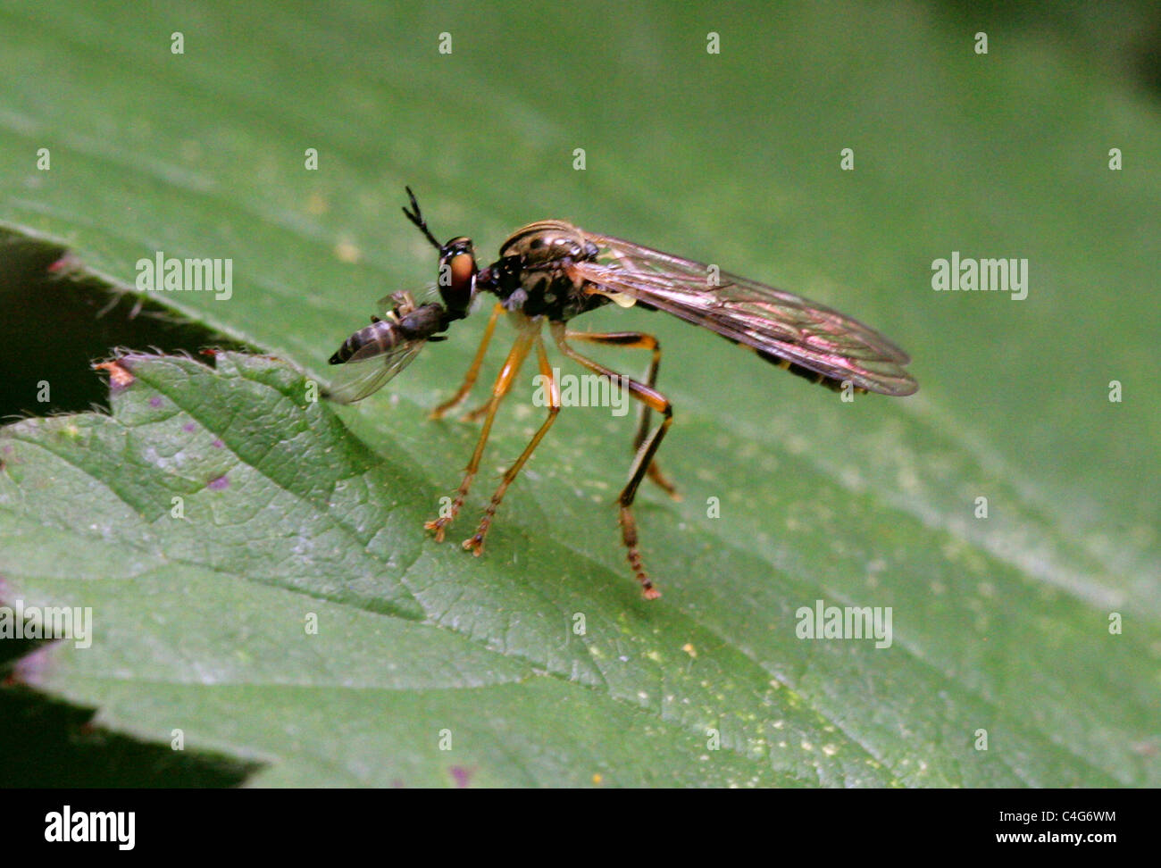 Common Red-legged Robberfly, Dioctria rufipes, Asilidae, Diptera. With ...