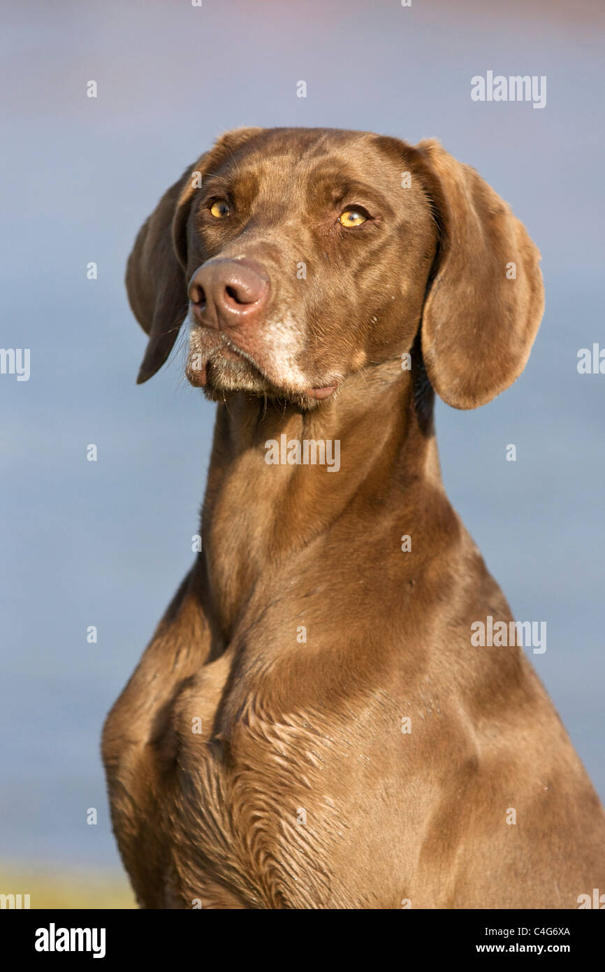 half breed dog - portrait Stock Photo - Alamy