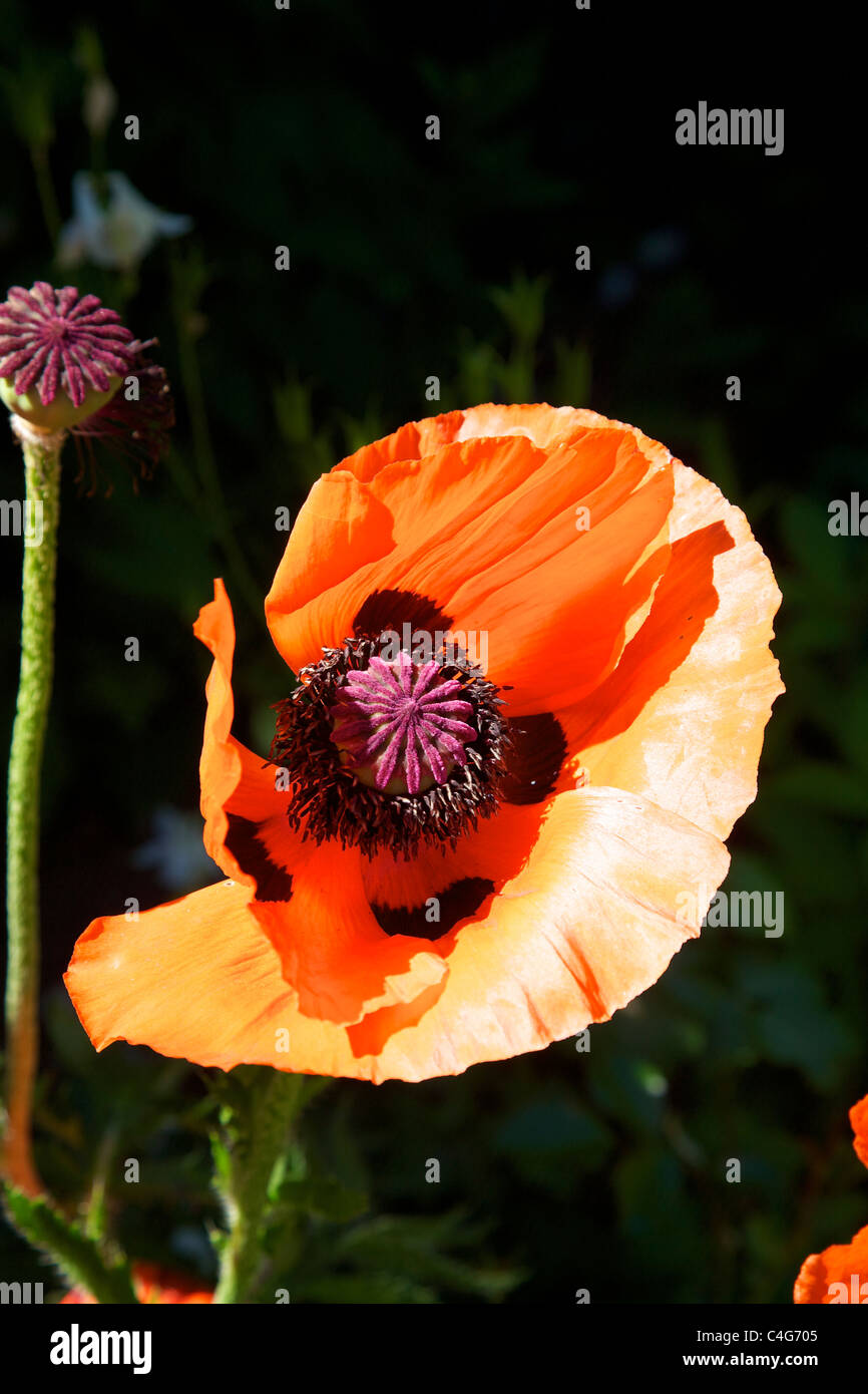 Red Oriental Poppy Papaver Orientale single Flower and seed head ...