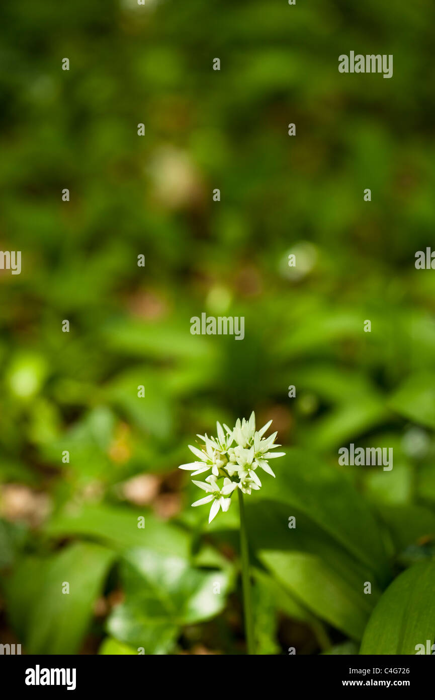 Wild garlic, Allium ursinum Stock Photo - Alamy