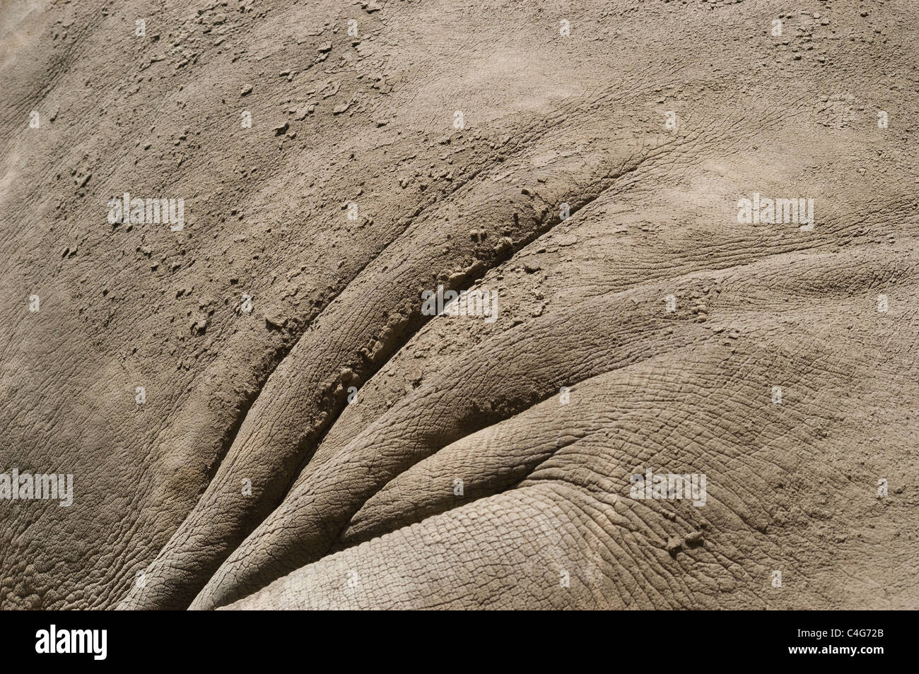 Elephant hide detail, Zoo de la Palmyre, France Stock Photo - Alamy