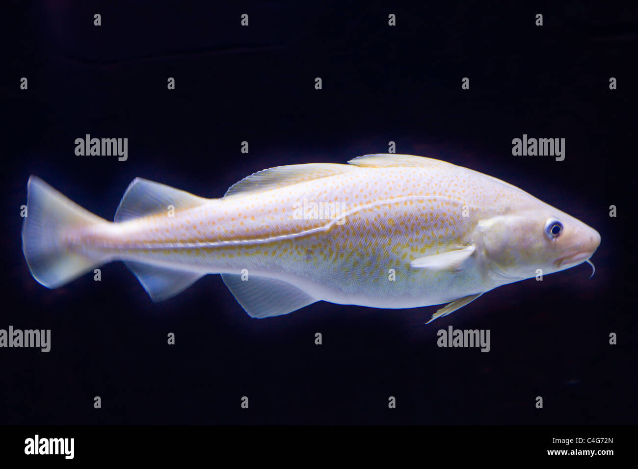 Cod fish swimming hi-res stock photography and images - Alamy