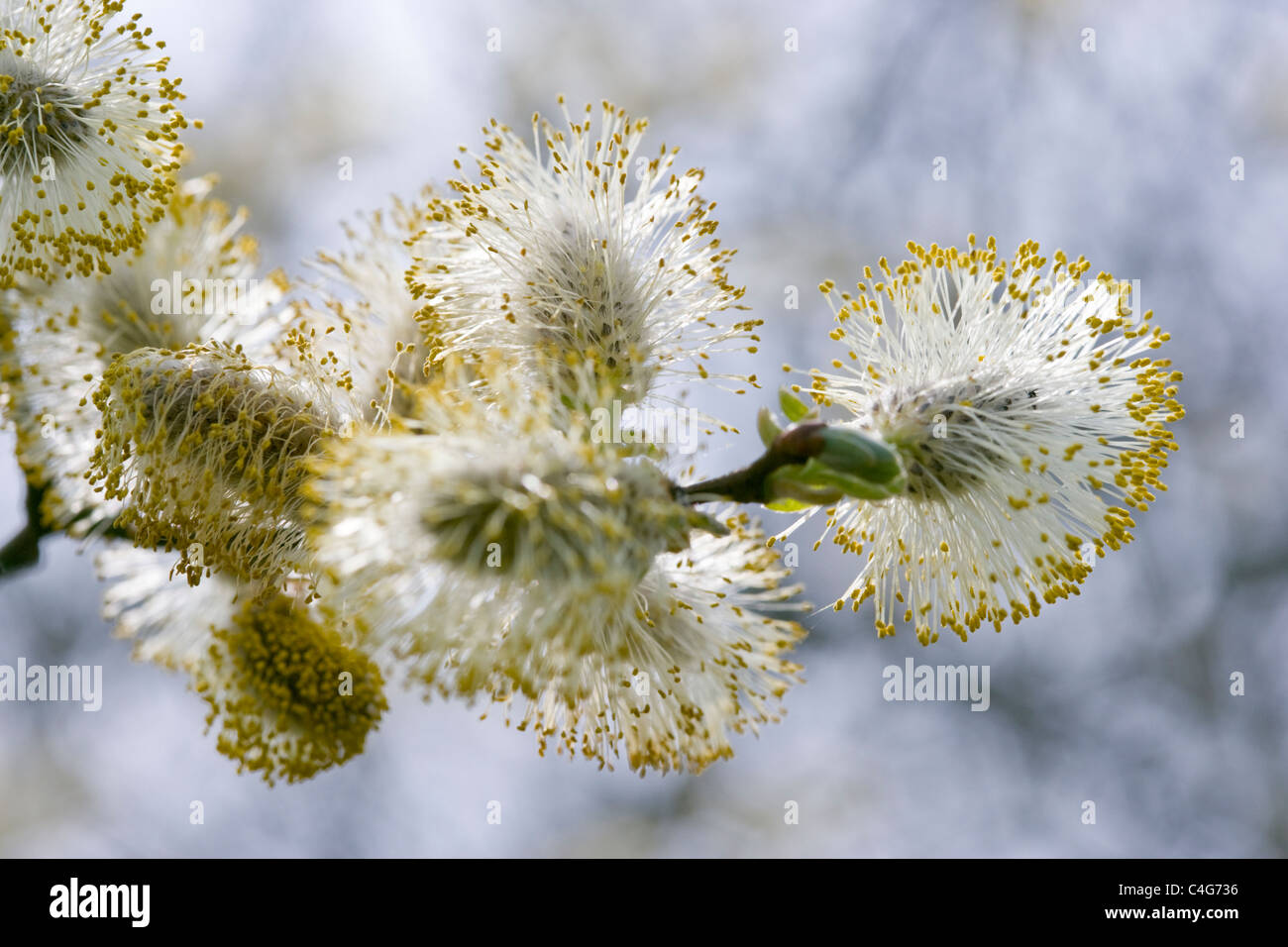 Goat Willow Salix caprea flowers Stock Photo - Alamy