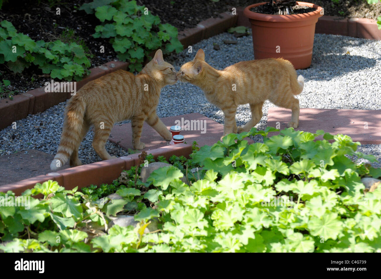 Two Cat Smooching High Resolution Stock Photography and Images - Alamy