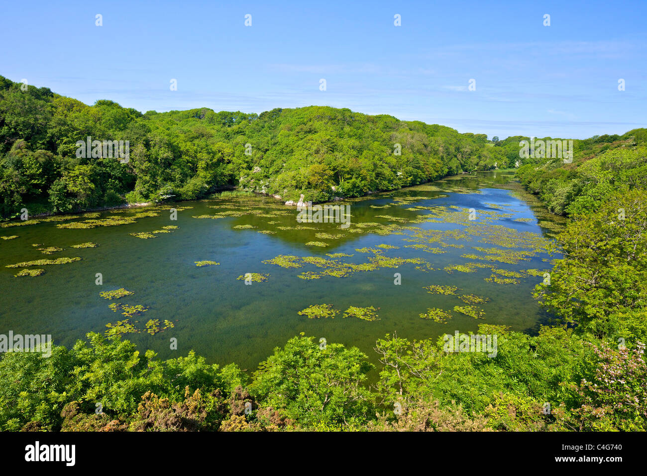 Bosherton Lily ponds in Stackpole Estate on spring morning ...