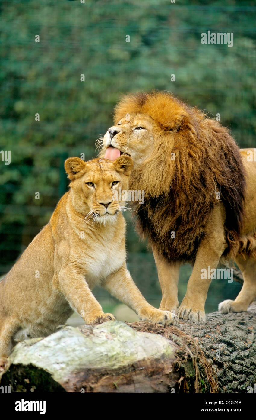 African Lion (Panthera leo). Tender couple in a zoo Stock Photo - Alamy