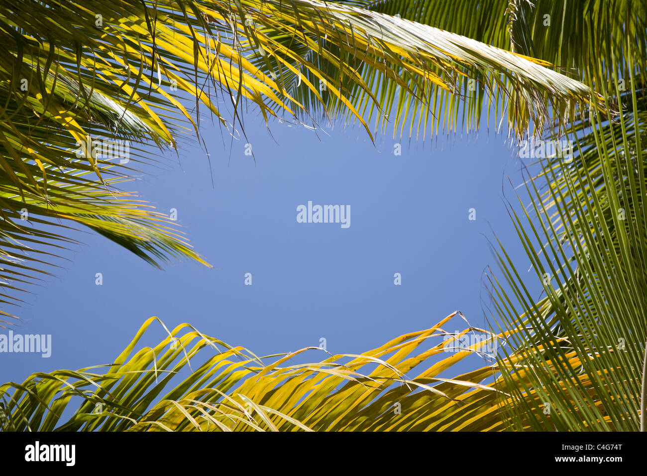Framing leaves hi-res stock photography and images - Alamy