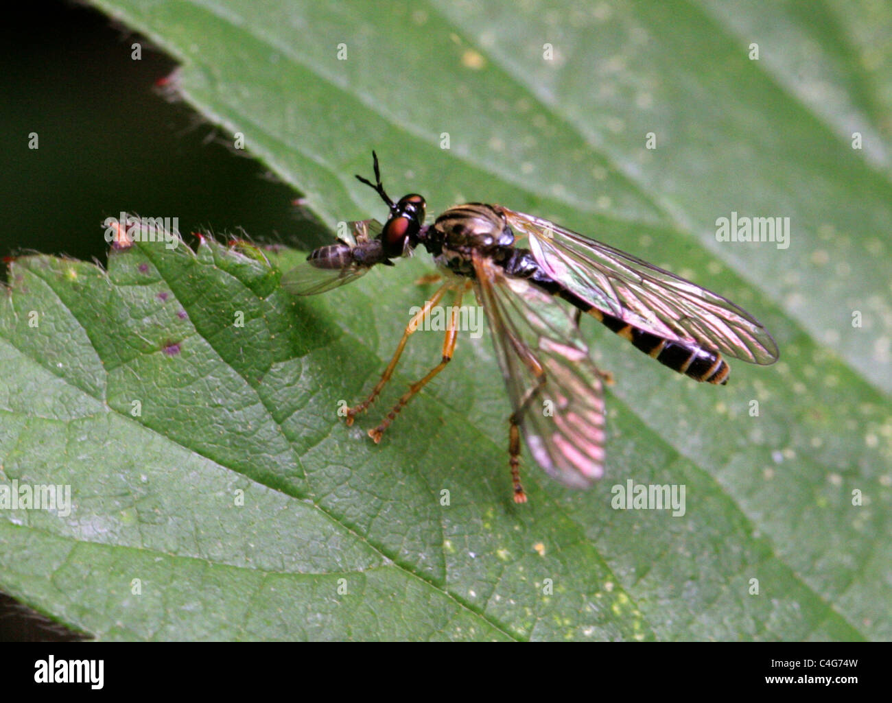 Common Red-legged Robberfly, Dioctria rufipes, Asilidae, Diptera. With ...