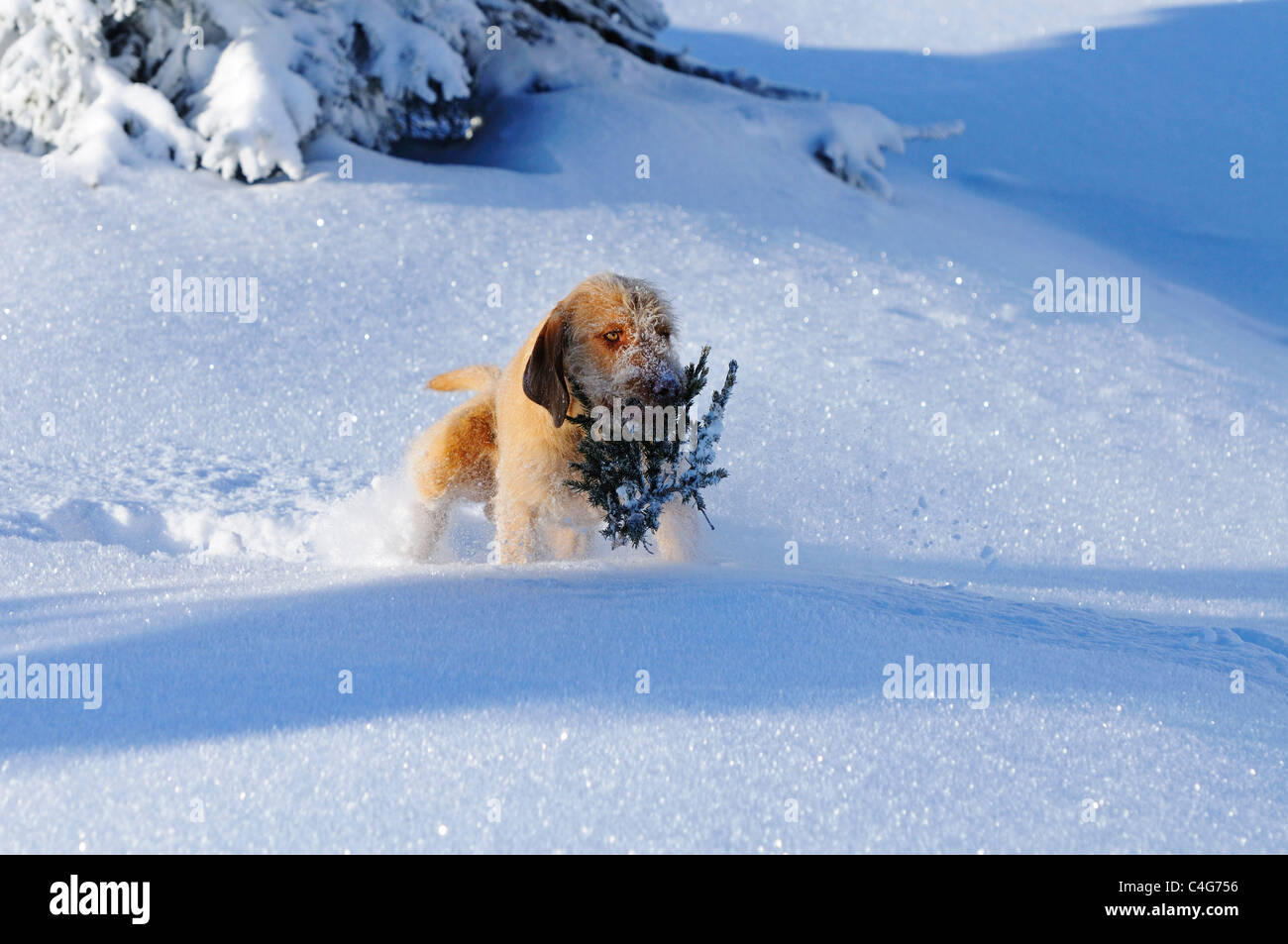 Wirehaired Vizsla dog - puppy with twig in snow Stock Photo - Alamy