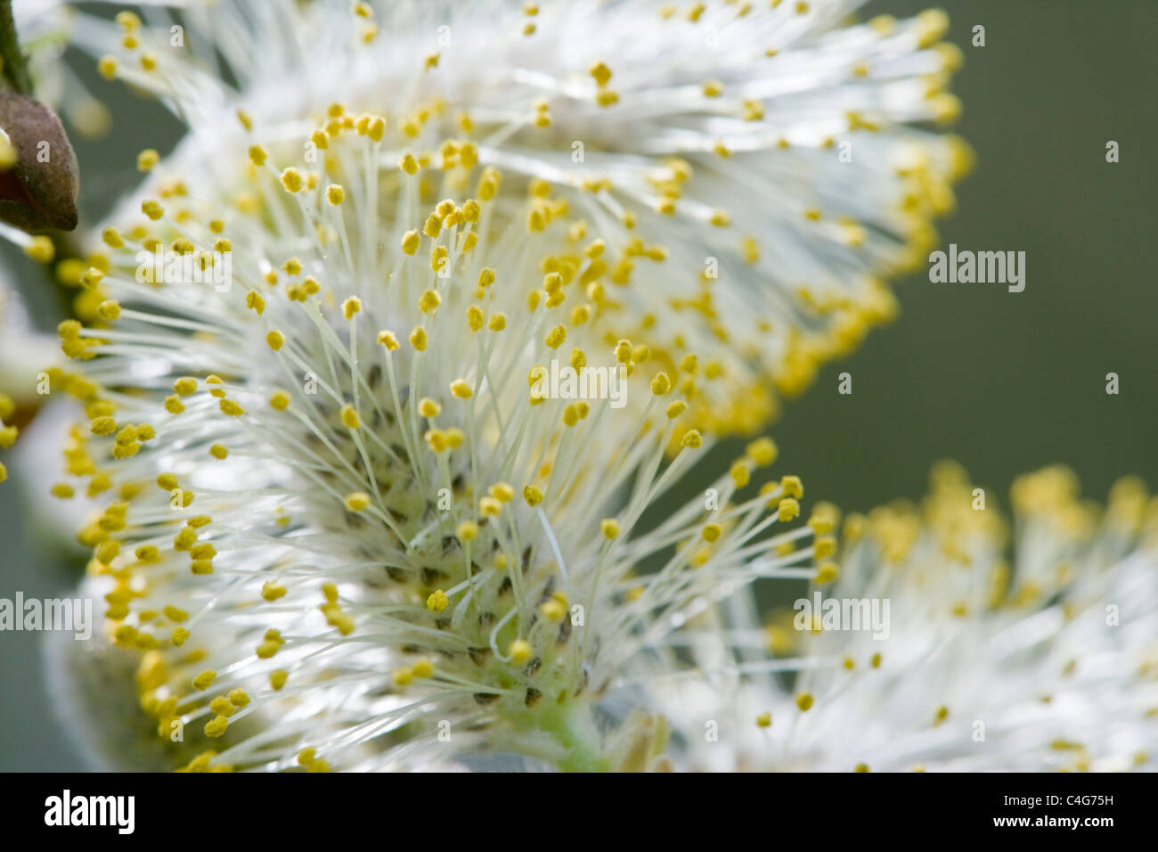 Goat Willow Salix caprea flowers Stock Photo - Alamy