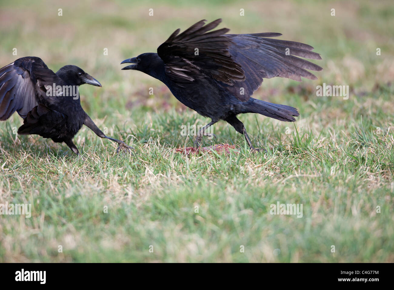 Carrion Crow (Corvus corone), two on meadow fighting over food, Lower ...