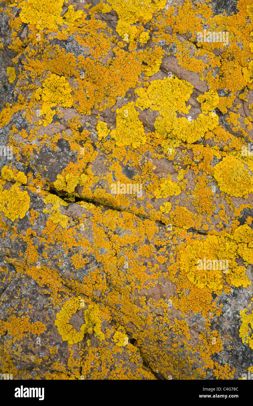 Lichen on seashore rocks Stock Photo - Alamy