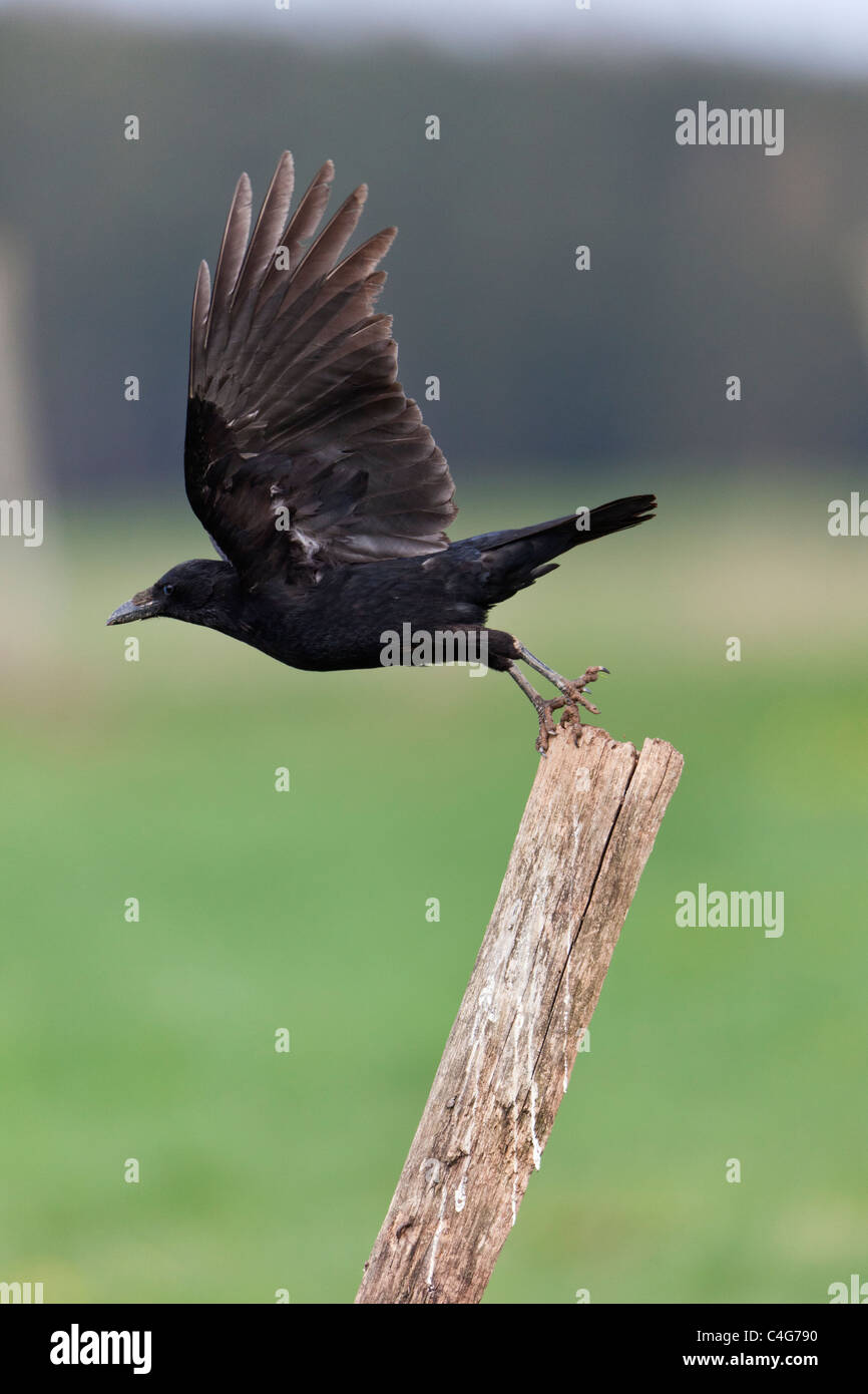 Crow Taking Off High Resolution Stock Photography and Images - Alamy