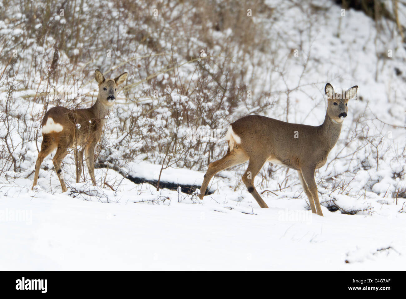 Two mammals hi-res stock photography and images - Alamy