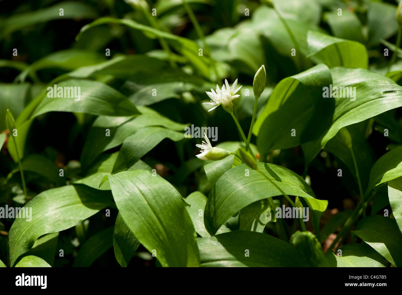 Wild garlic, Allium ursinum Stock Photo - Alamy