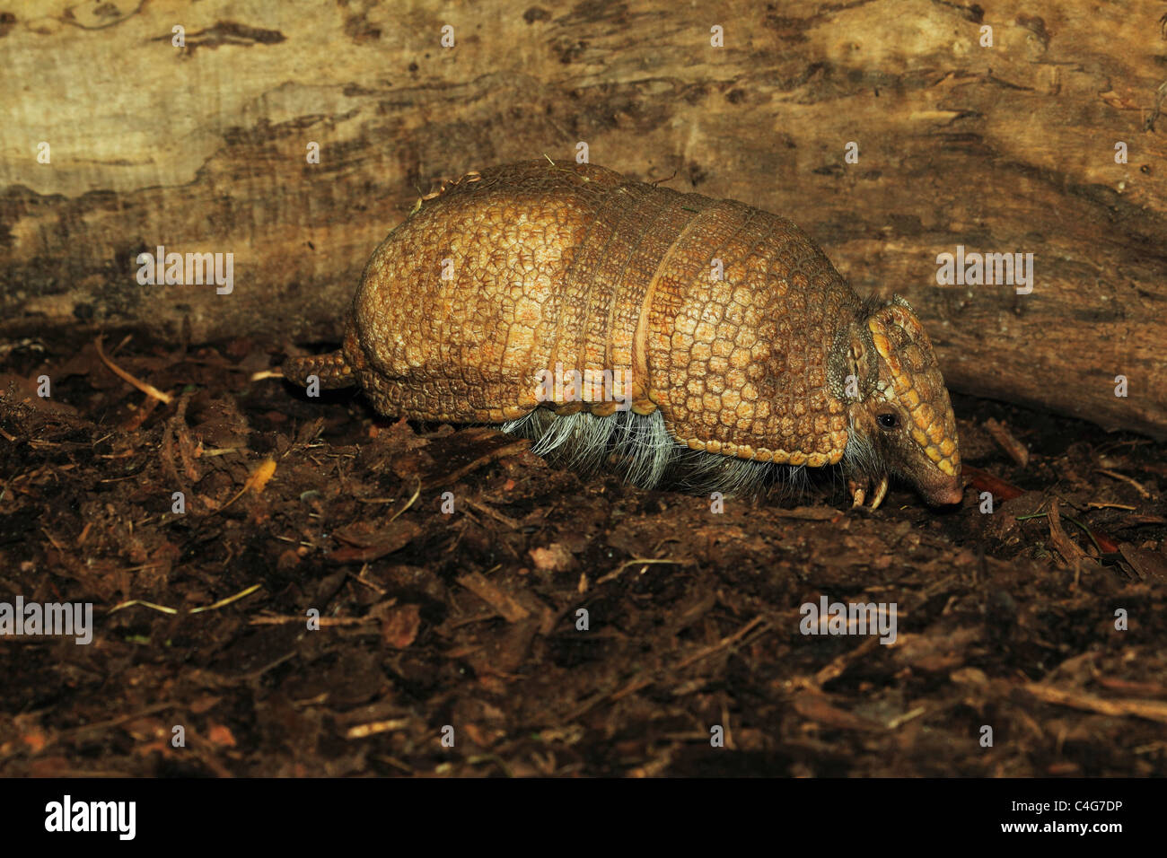 Southern Three-banded Armadillo (Tolypeutes matacus) walking Stock ...