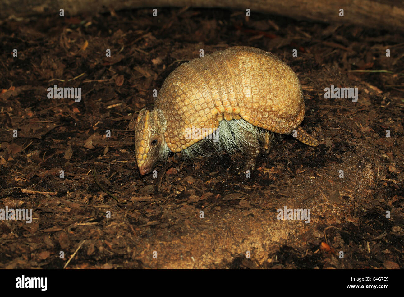 Southern Three-banded Armadillo (Tolypeutes matacus) walking Stock ...