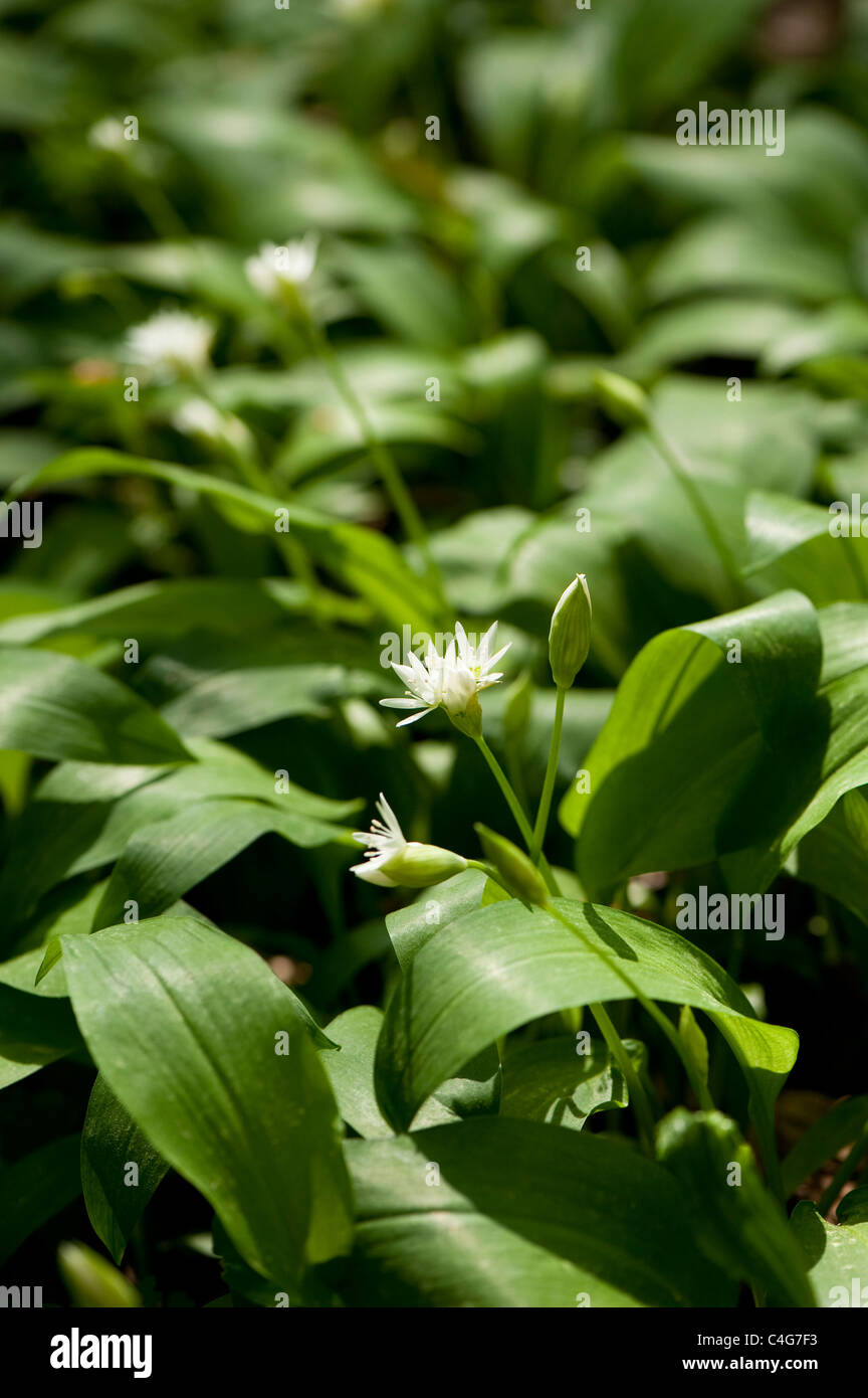 Flowering ransoms wild garlic hi-res stock photography and images - Alamy
