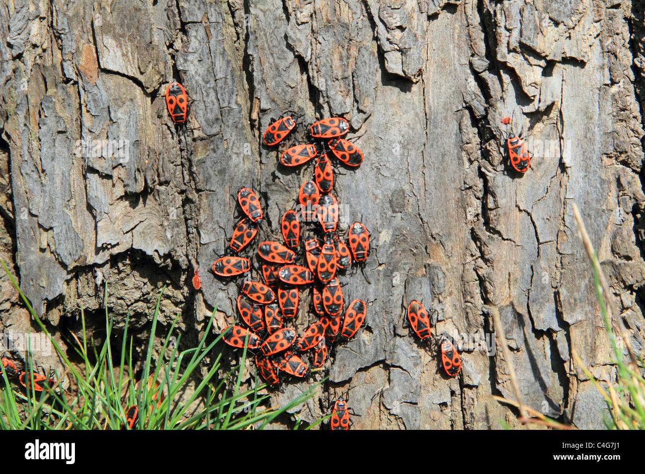 firebugs / Pyrrhocoris apterus Stock Photo - Alamy