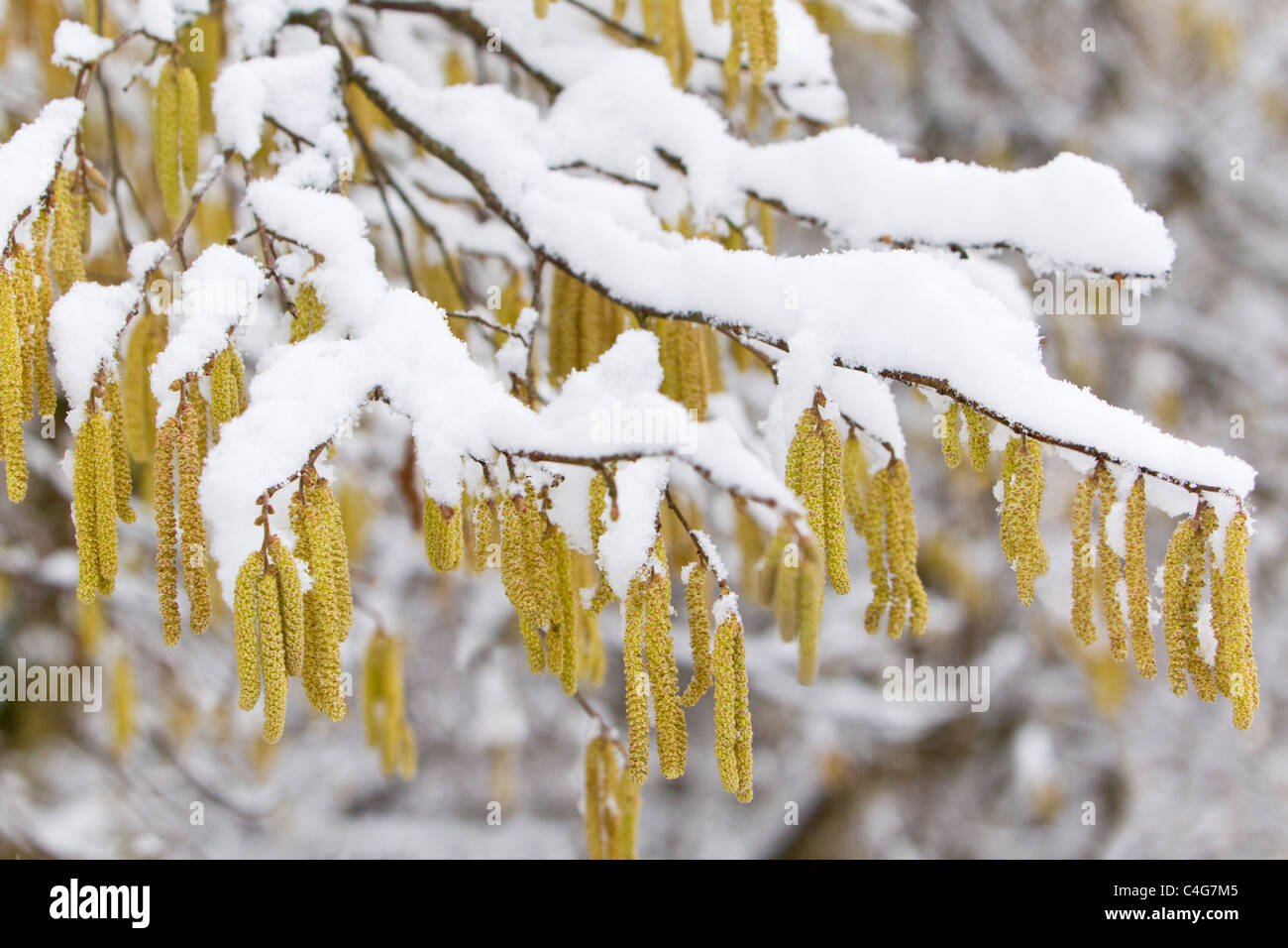 Catkins of hazel tree hi-res stock photography and images - Alamy