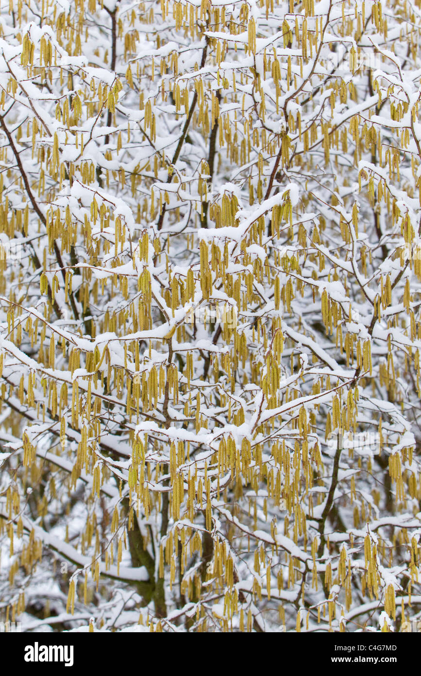 Hazel tree flower hi-res stock photography and images - Alamy