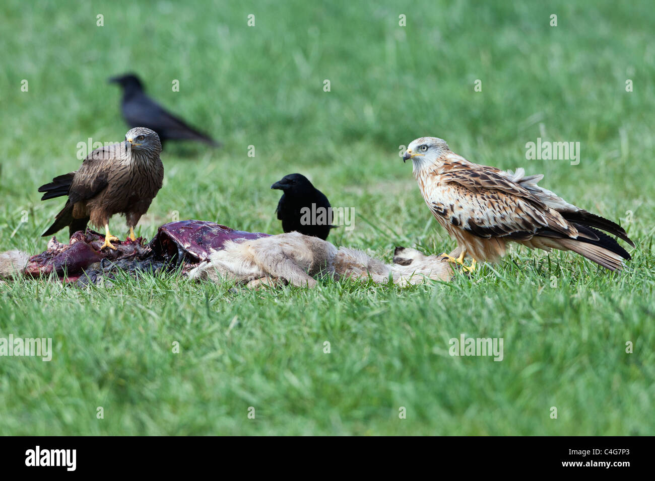Black kite feeding hi-res stock photography and images - Alamy