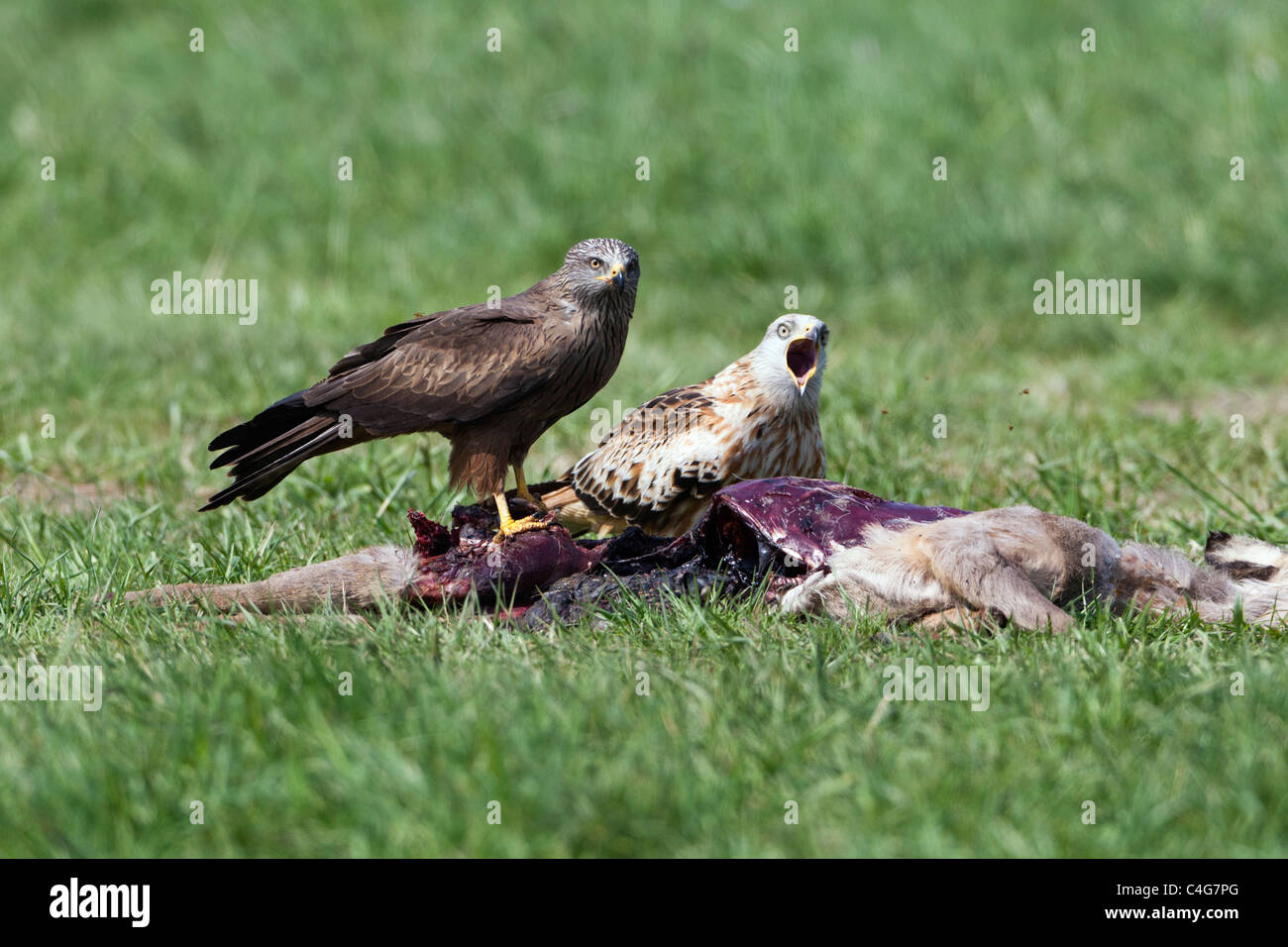 Dead Red Kite High Resolution Stock Photography and Images - Alamy