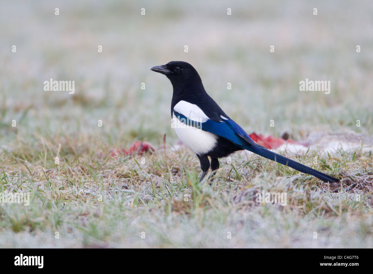 Bird magpie european hi-res stock photography and images - Alamy