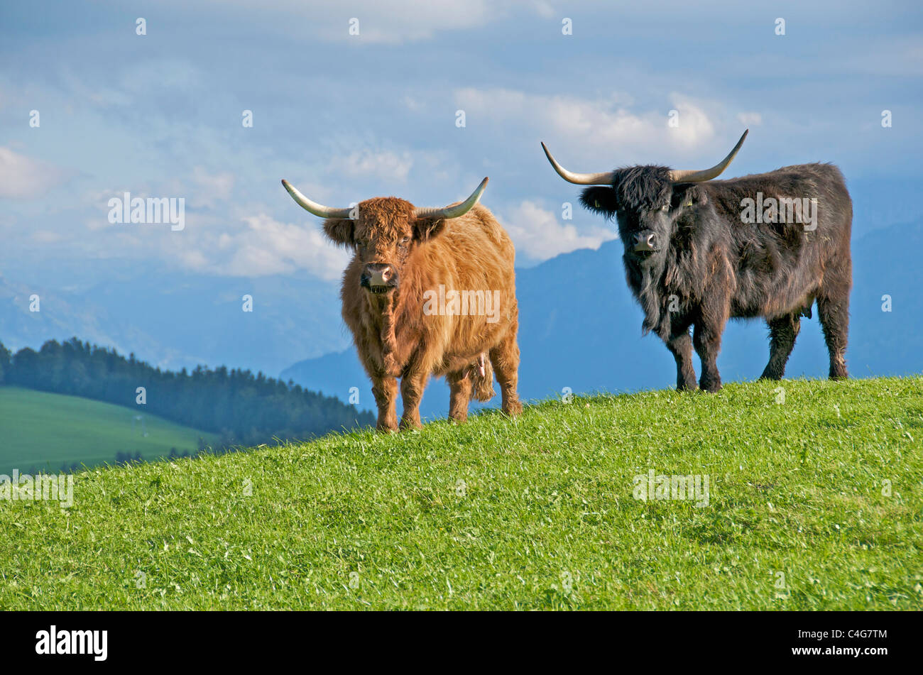 two Highland Cattle on meadow Stock Photo - Alamy