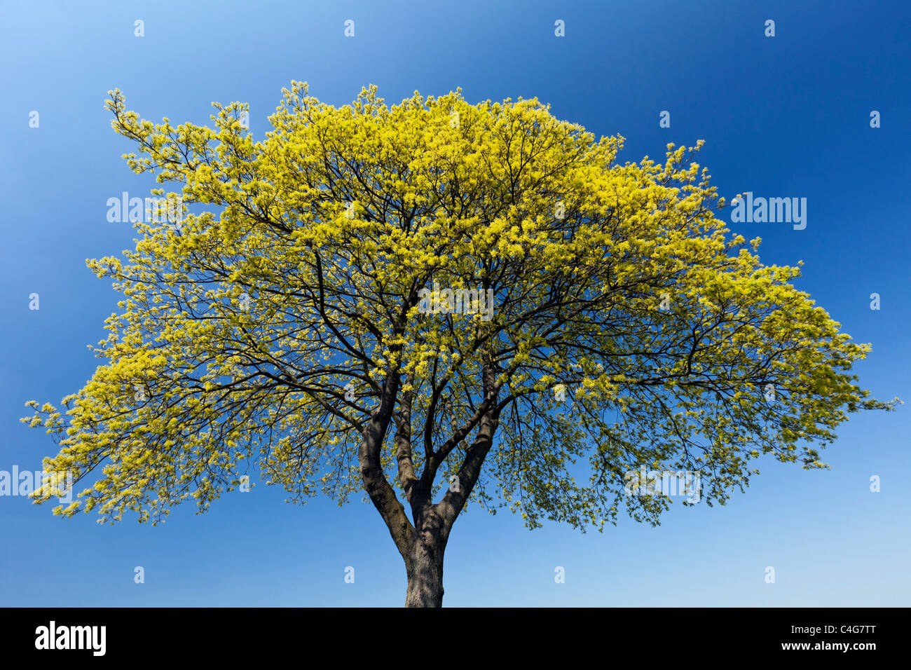 Spring crown hi-res stock photography and images - Alamy