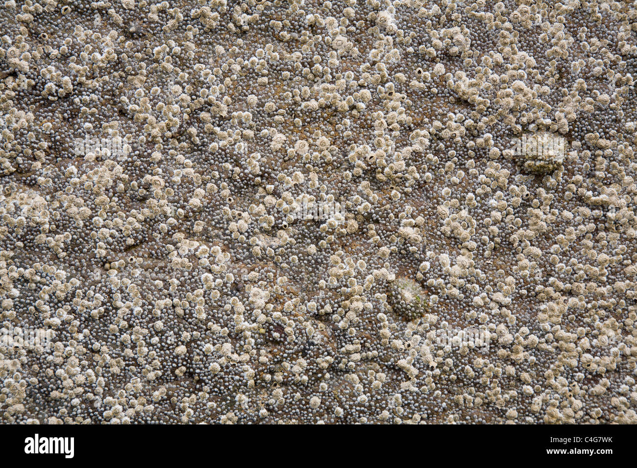 Barnacle encrusted rock with 2 limpets Stock Photo - Alamy