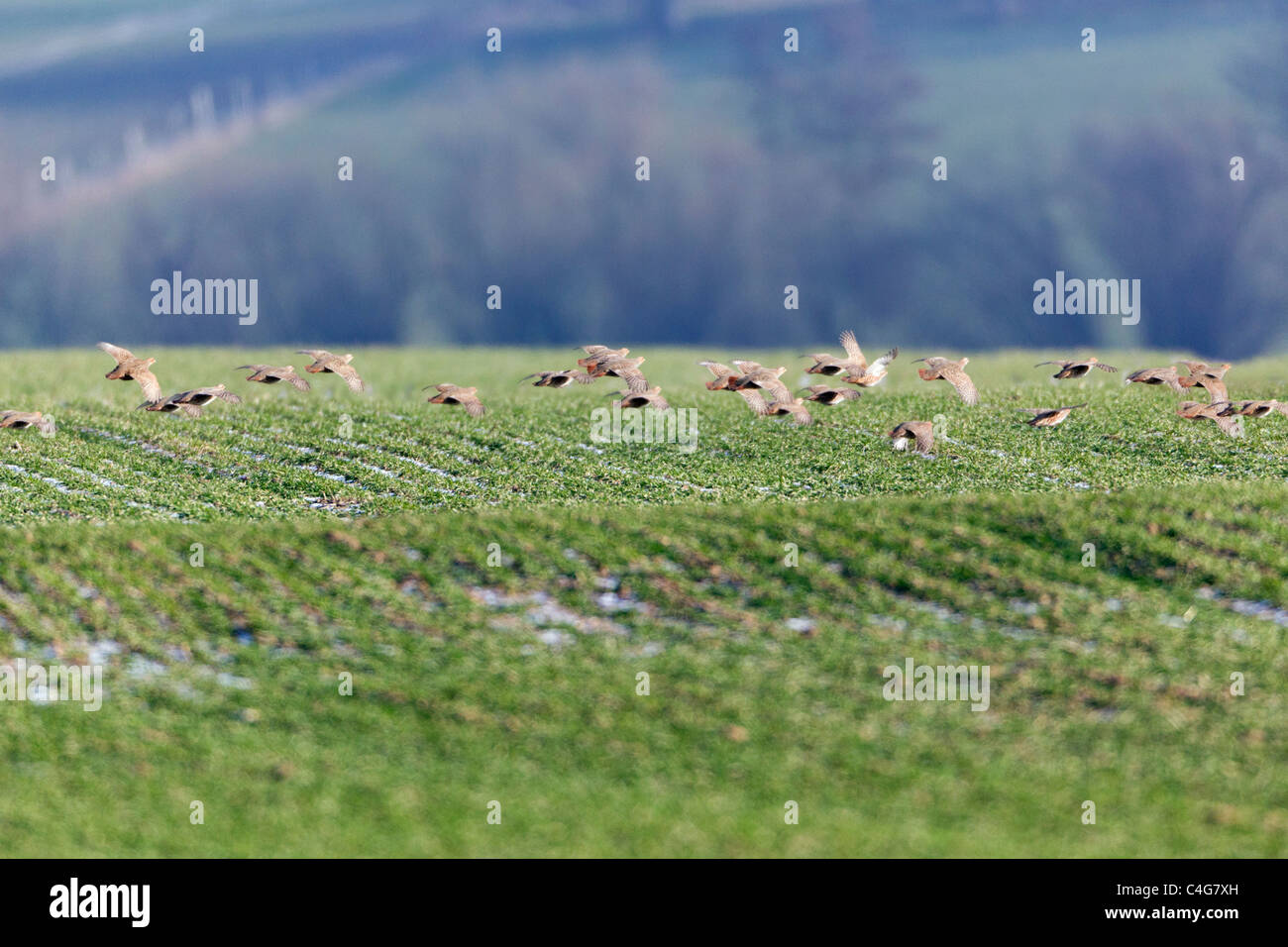 Flying partridge hi-res stock photography and images - Alamy