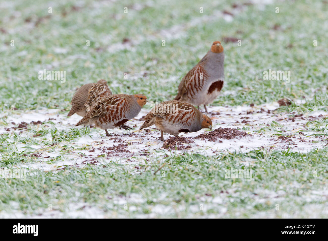 Perdix perdix hi-res stock photography and images - Alamy