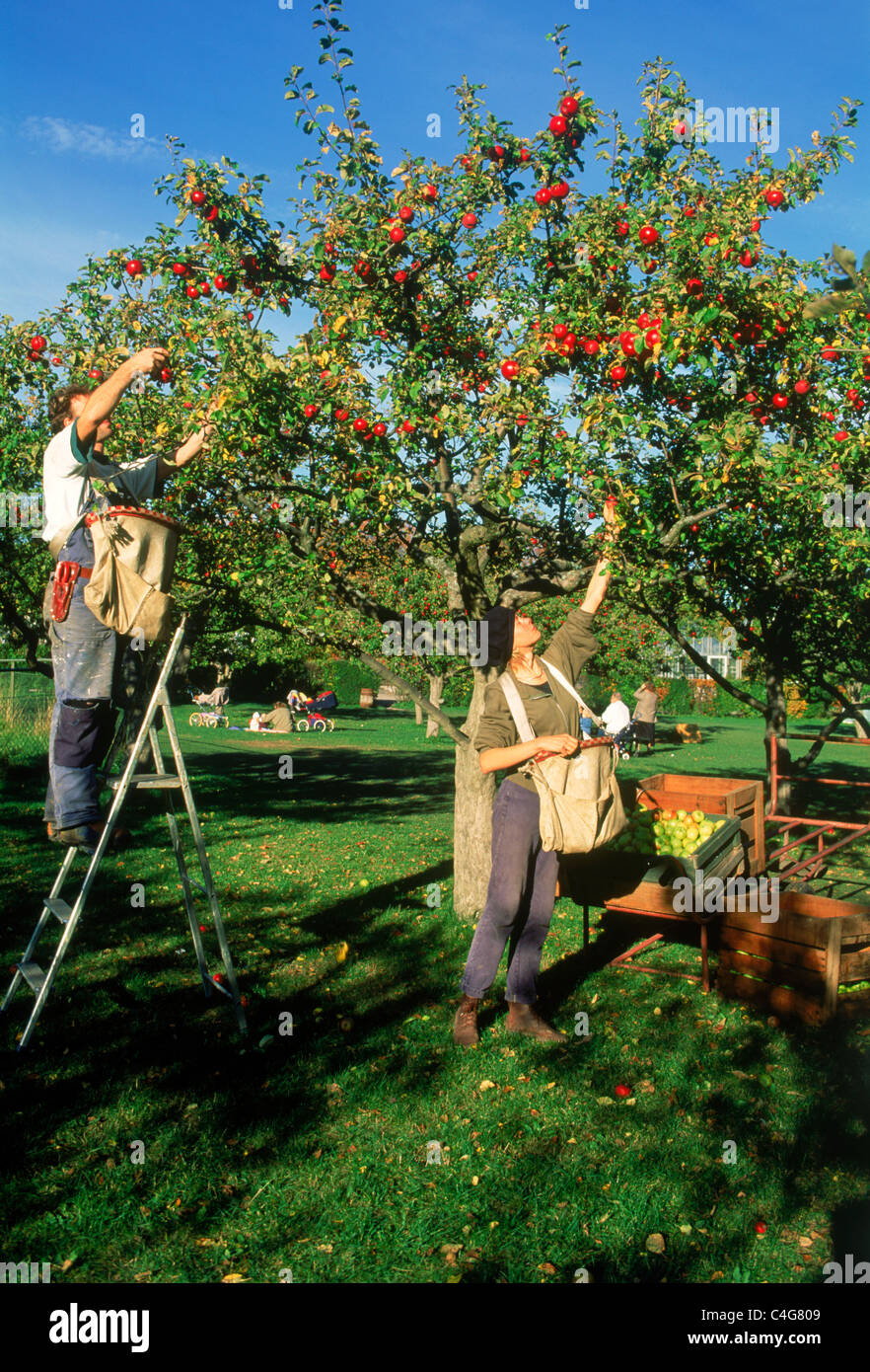 People reaching fruit on tree hi-res stock photography and images - Alamy