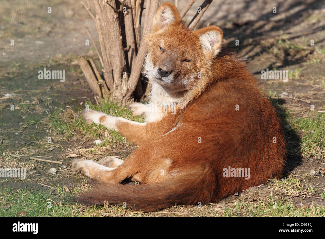 Dhole - lying / Cuon alpinus Stock Photo - Alamy
