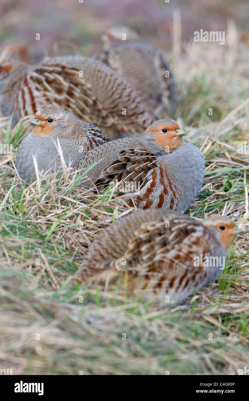 Grey Partridge (Perdix perdix), covey resting at edge of field, Lower ...