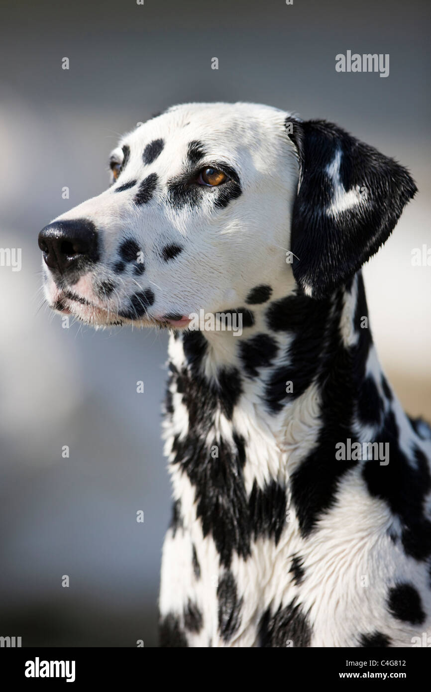Dalmatian Portrait High Resolution Stock Photography and Images - Alamy