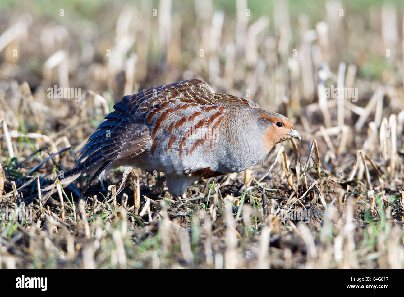 Grey Partridge (Perdix perdix), grooming plumage and stretching wing ...