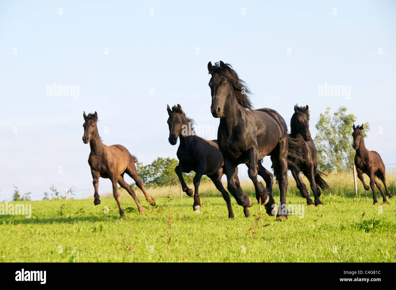 Friesian horse - herd galloping on meadow Stock Photo - Alamy