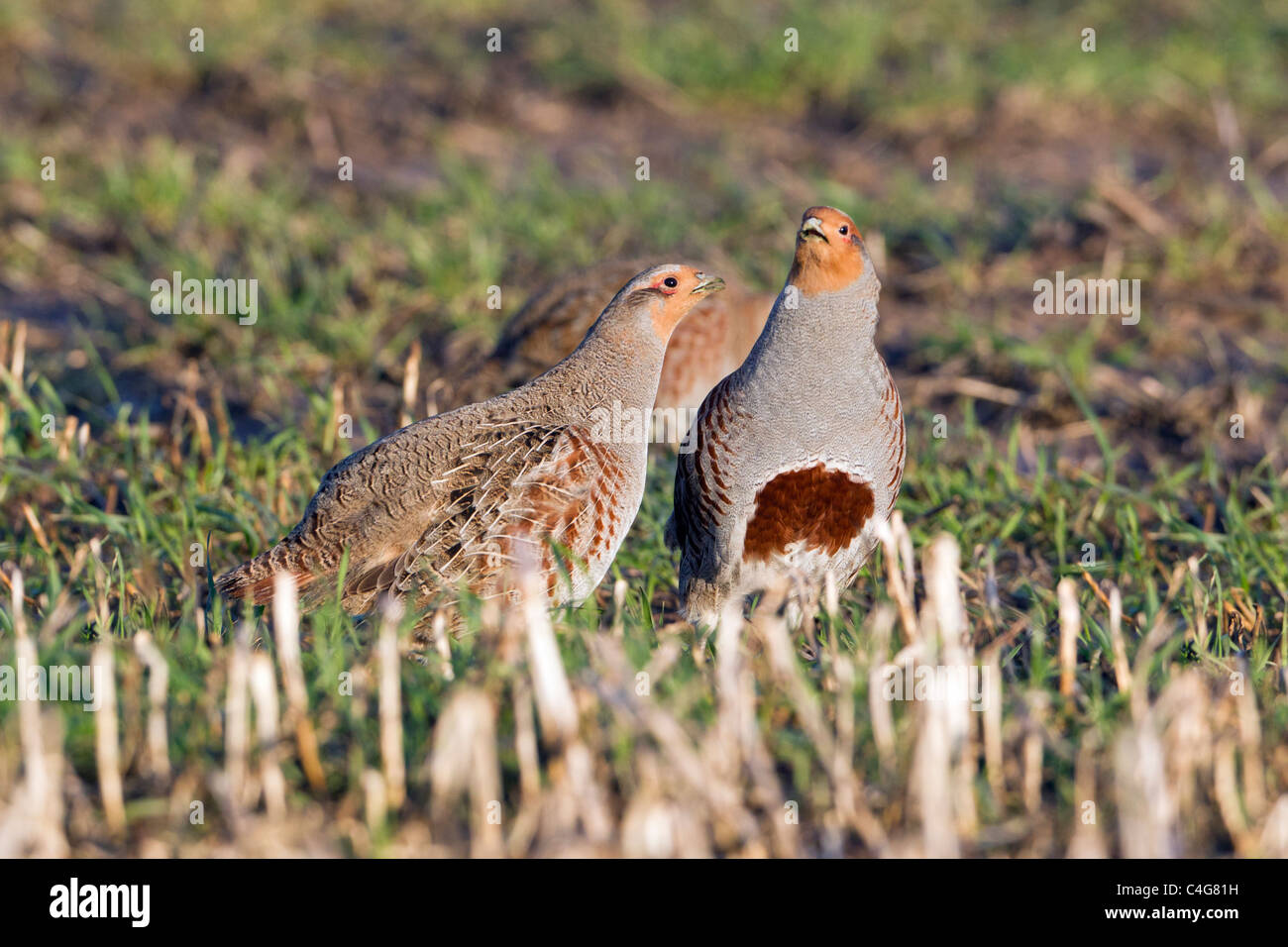 Grey Partridge (Perdix perdix), pair courtship displaying on field ...