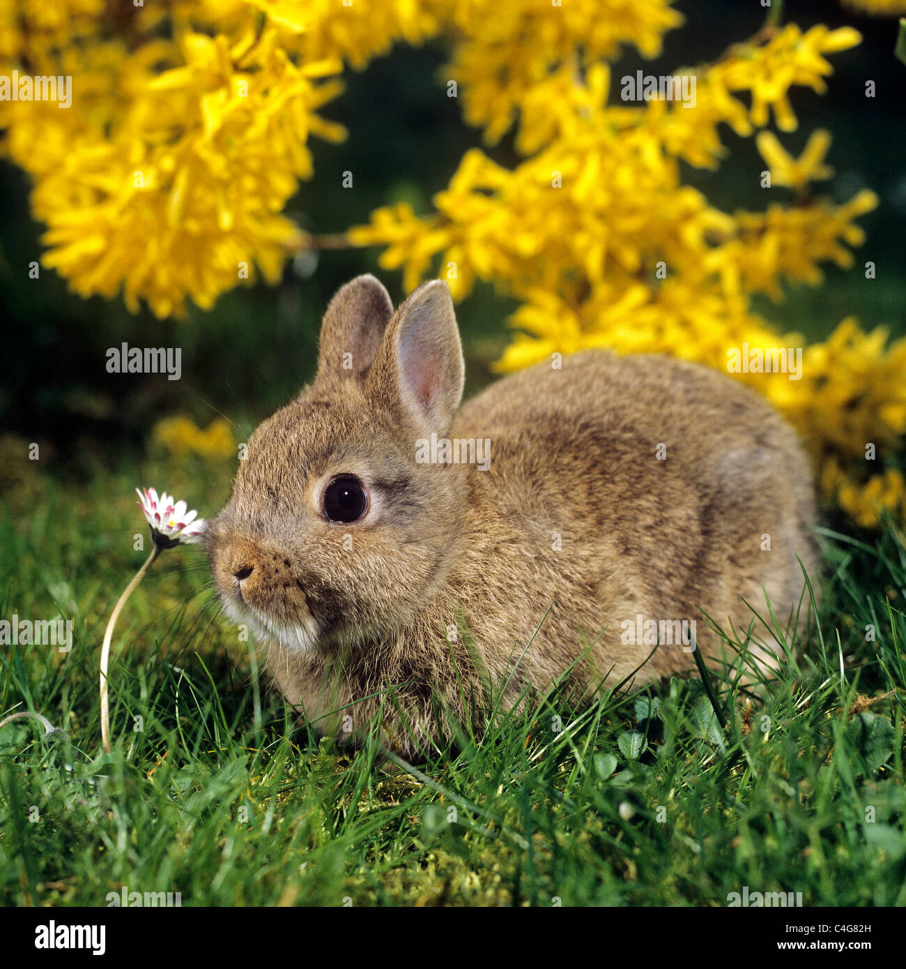 dwarf rabbit on meadow Stock Photo - Alamy