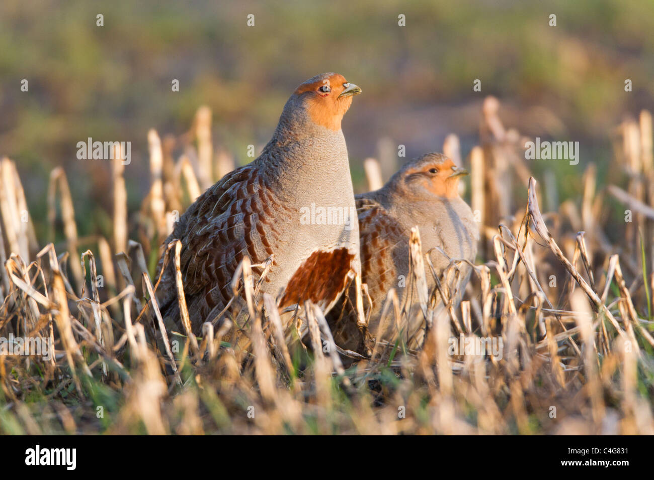 Grey Partridge (Perdix perdix), pair on field of stubble, Lower Saxony ...