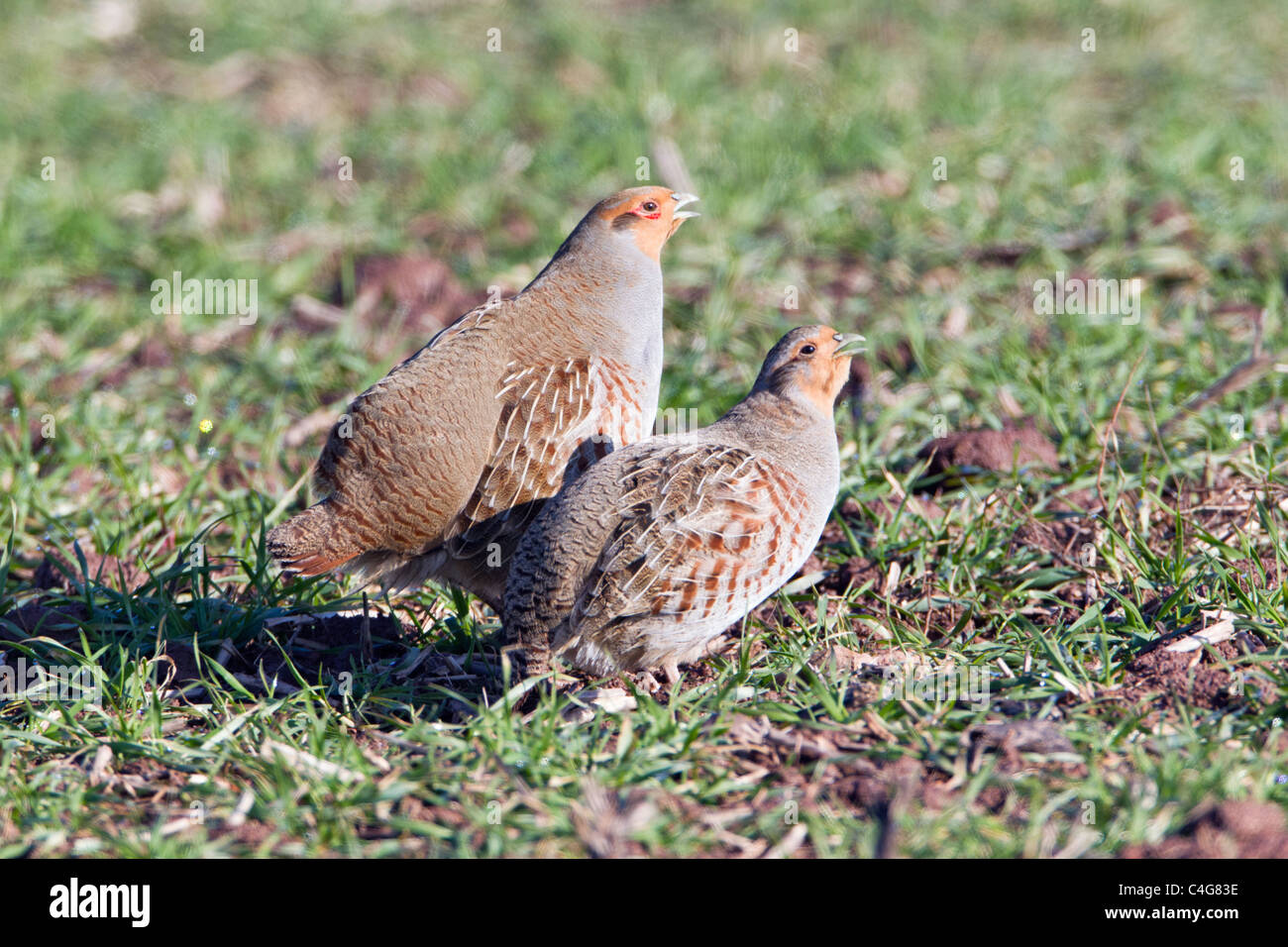 Grey Partridge (Perdix perdix), male or cock bird calling and ...
