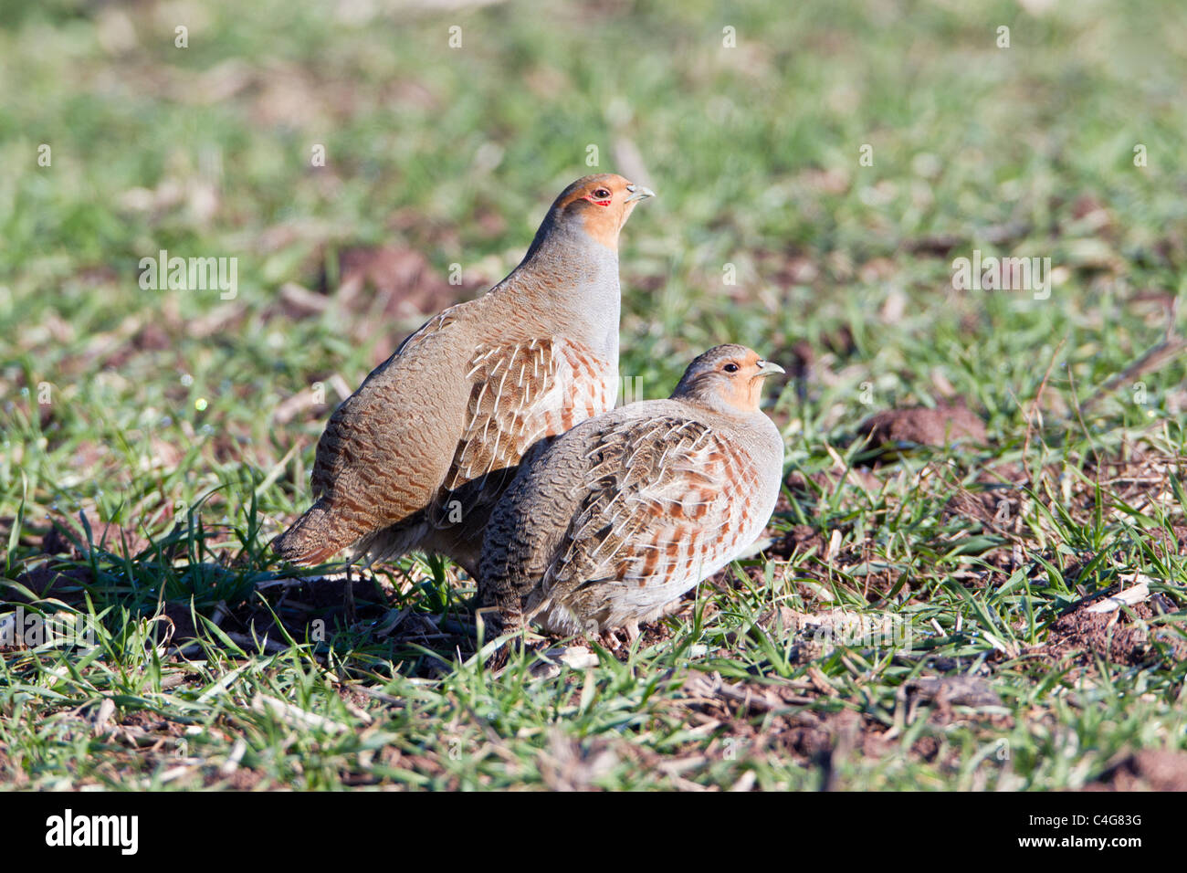 Grey partridge hi-res stock photography and images - Alamy