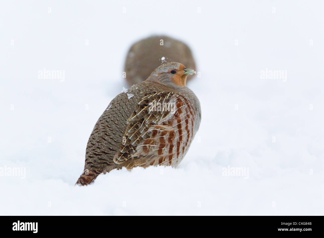 Grey partridges snow hi-res stock photography and images - Alamy