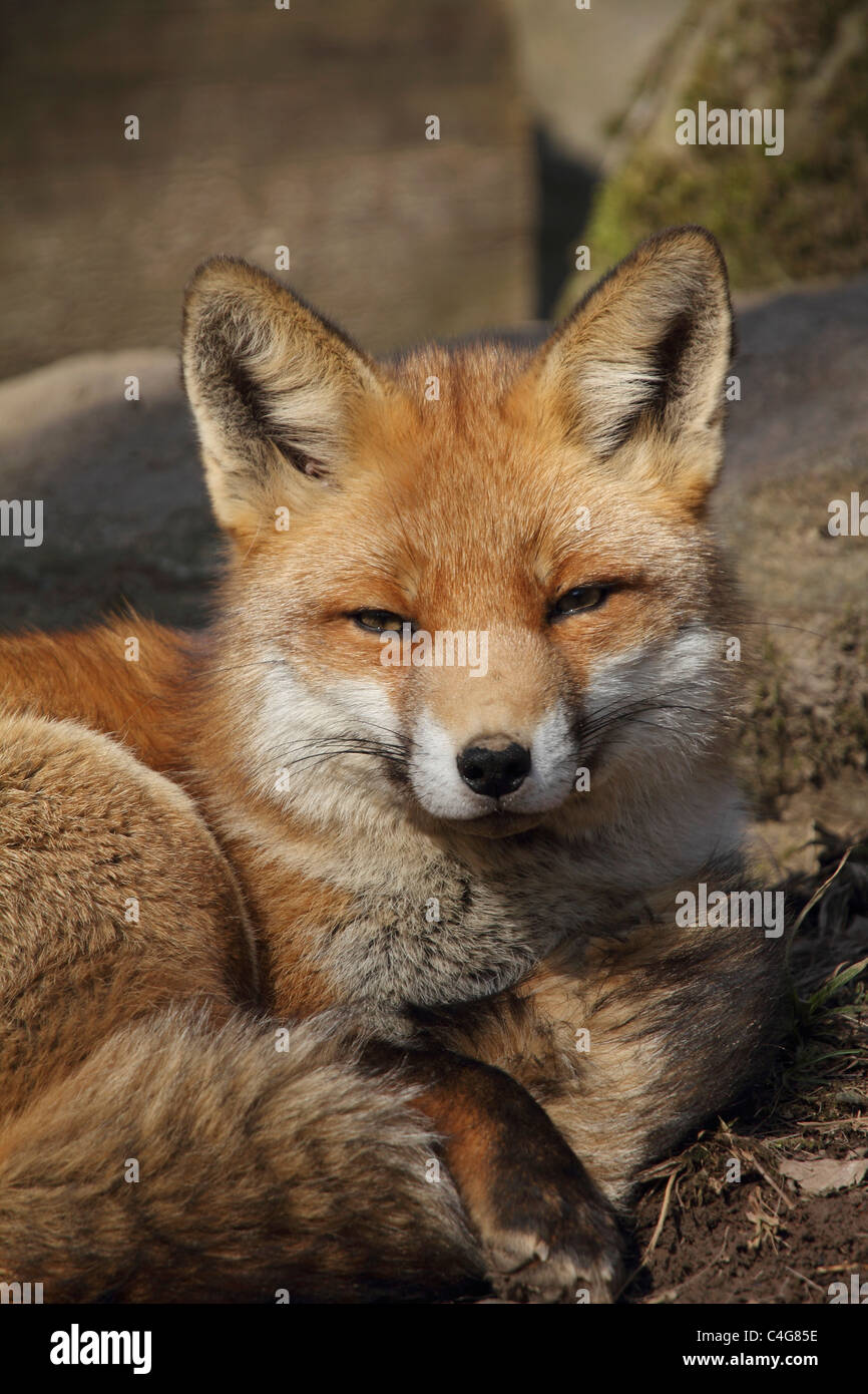 Fox lying hi-res stock photography and images - Alamy